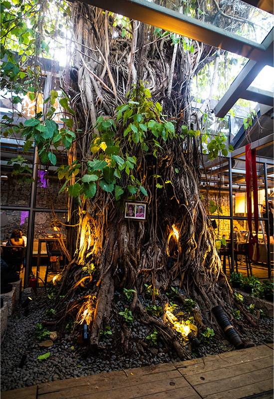 Restaurant Review: Banyan Tree Cafe In Mumbai Comes With A Side Of Art | Zee Zest